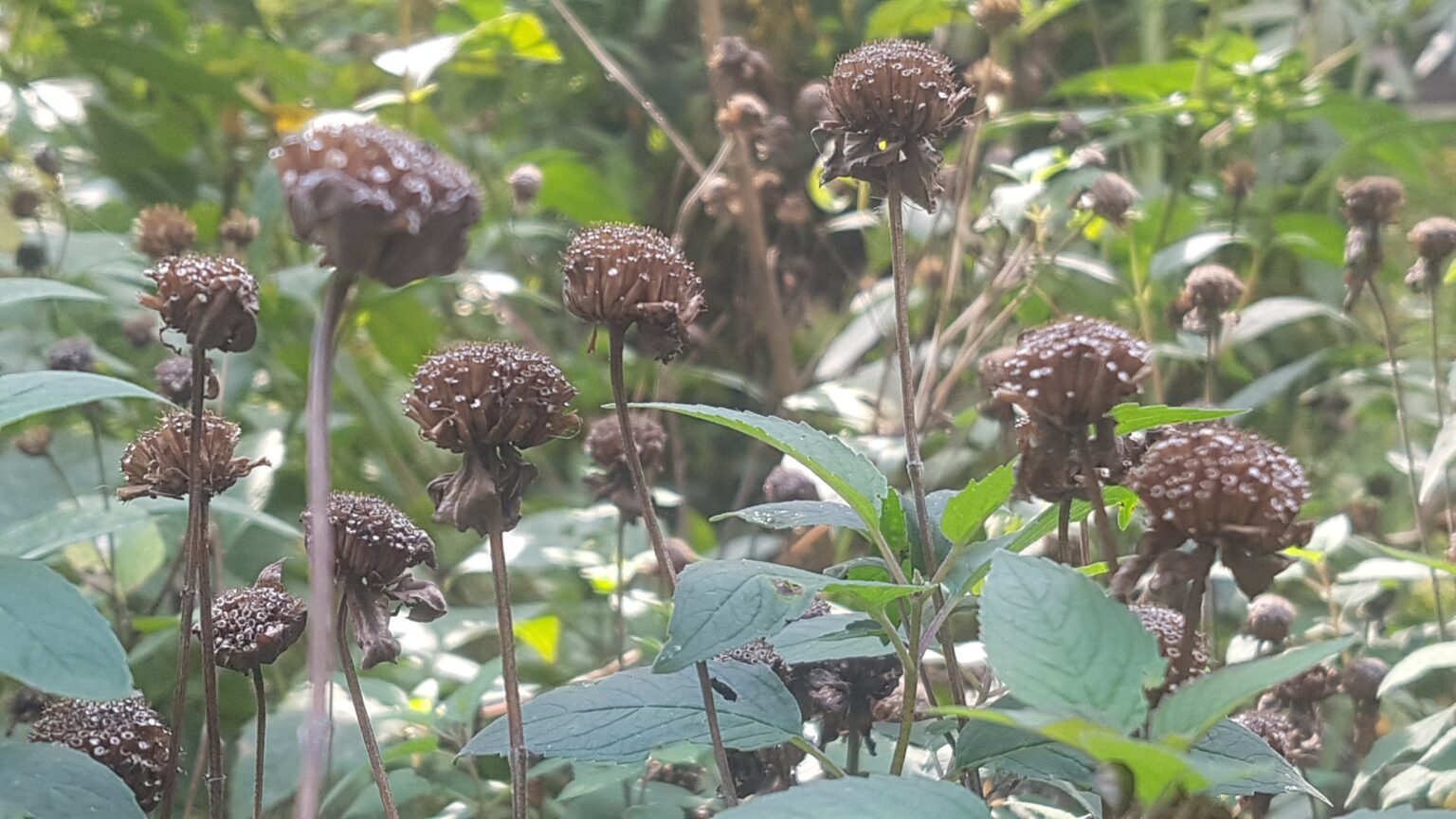 Monarda fistulosa and Friends – The Native Plant Gardener