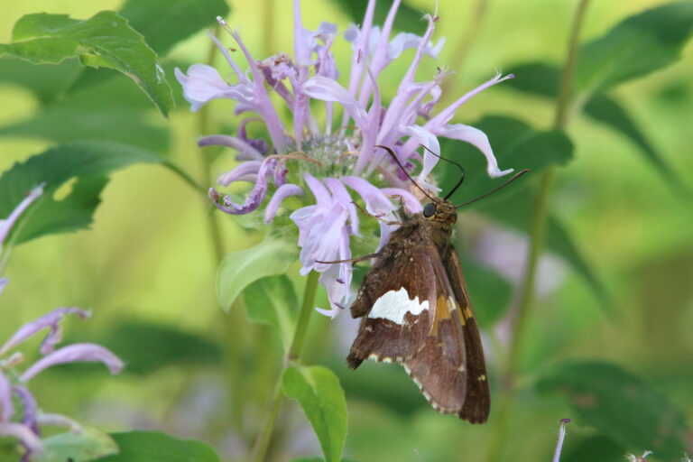 Monarda fistulosa and Friends – The Native Plant Gardener