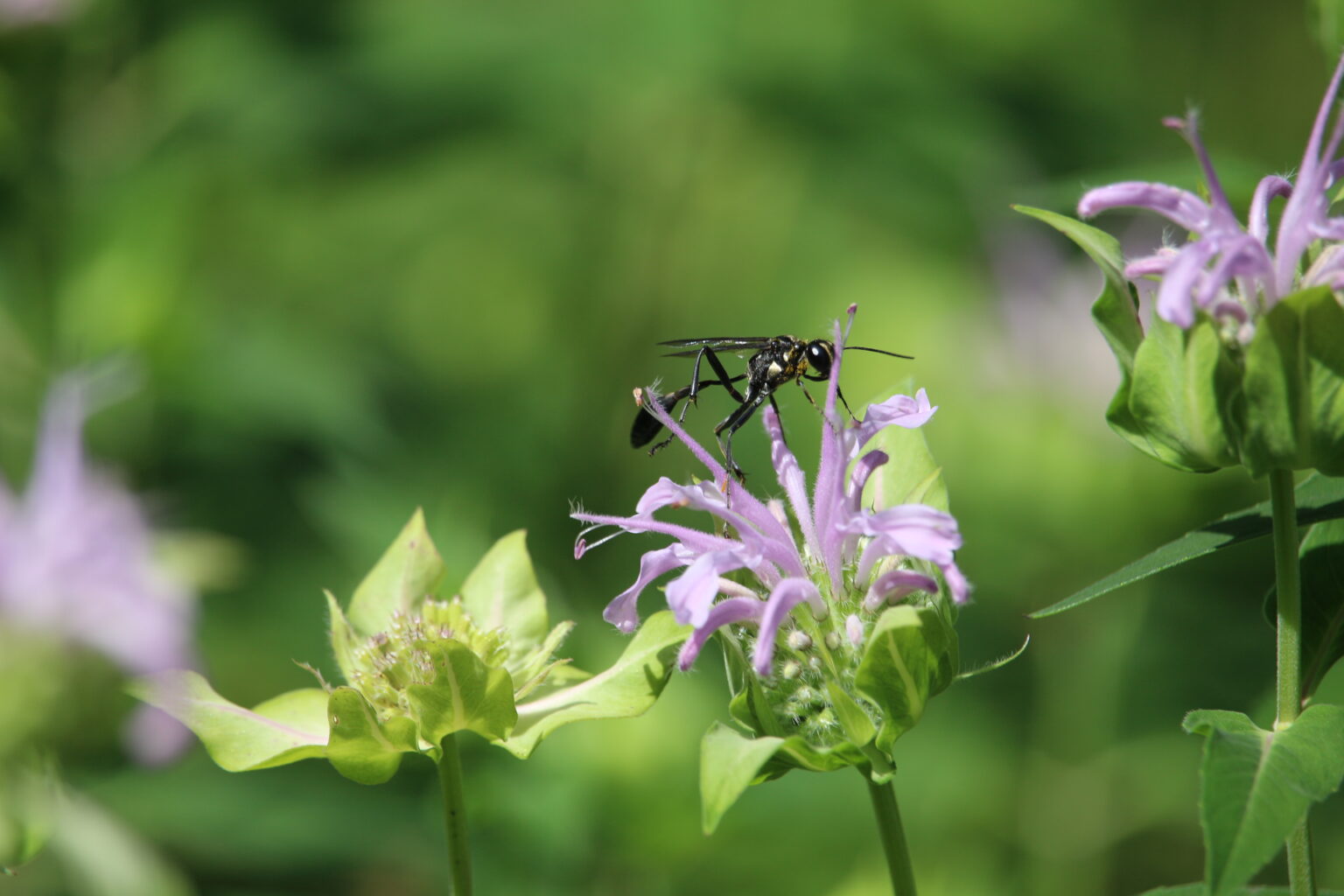 Monarda fistulosa and Friends – The Native Plant Gardener