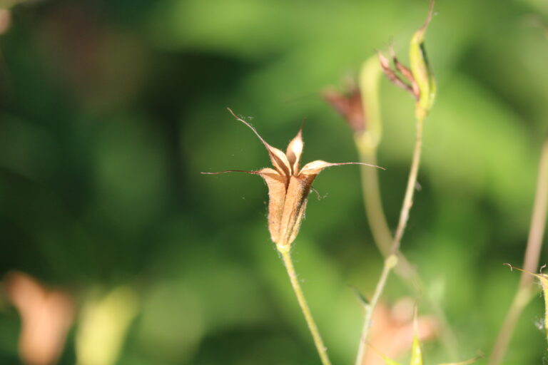 Wild Columbine – The Native Plant Gardener