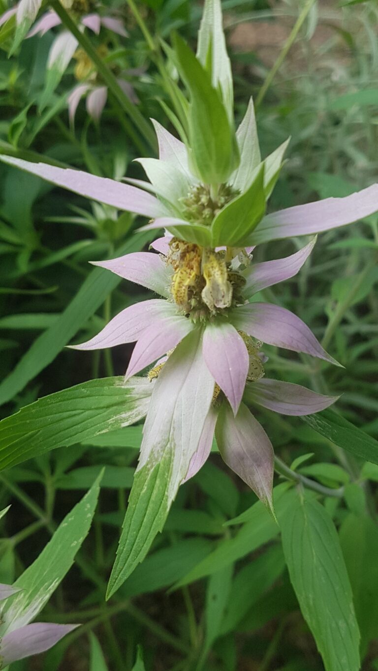 Monarda Punctata – Spotted Beebalm/Dotted Horsemint – The Native Plant ...