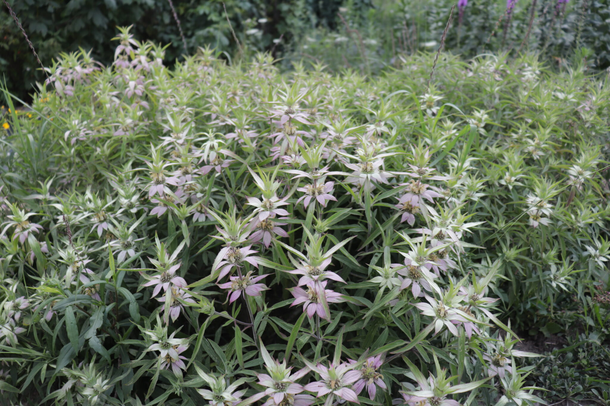 Monarda Punctata – Spotted Beebalm/Dotted Horsemint – The Native Plant ...