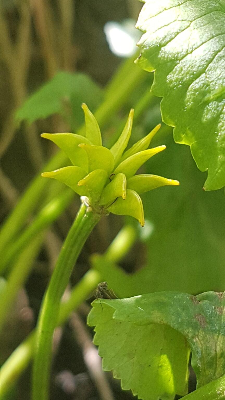 Caltha Palustris – Marsh Marigold – The Native Plant Gardener