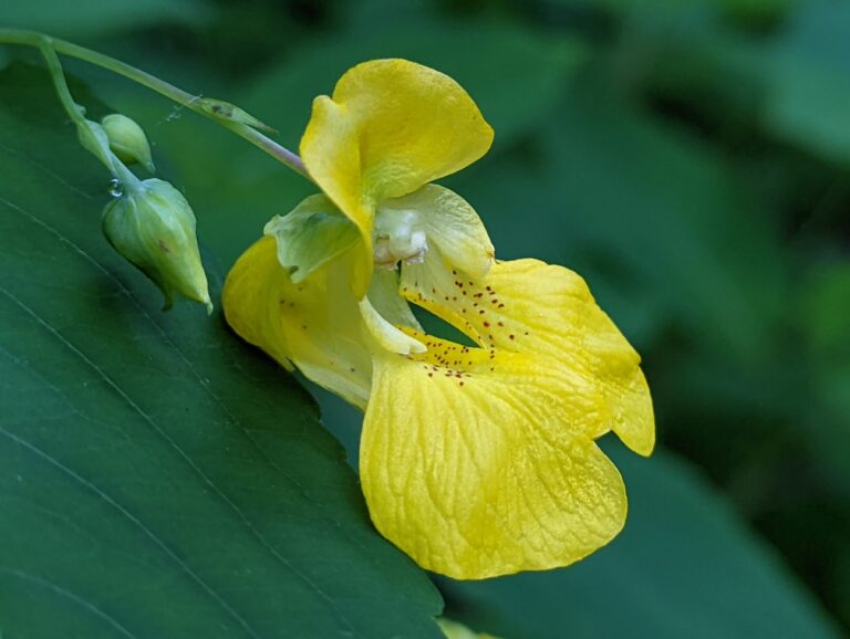 Spotted Jewelweed – The Native Plant Gardener