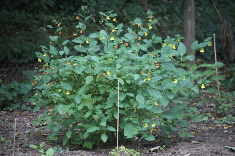 Spotted Jewelweed – The Native Plant Gardener