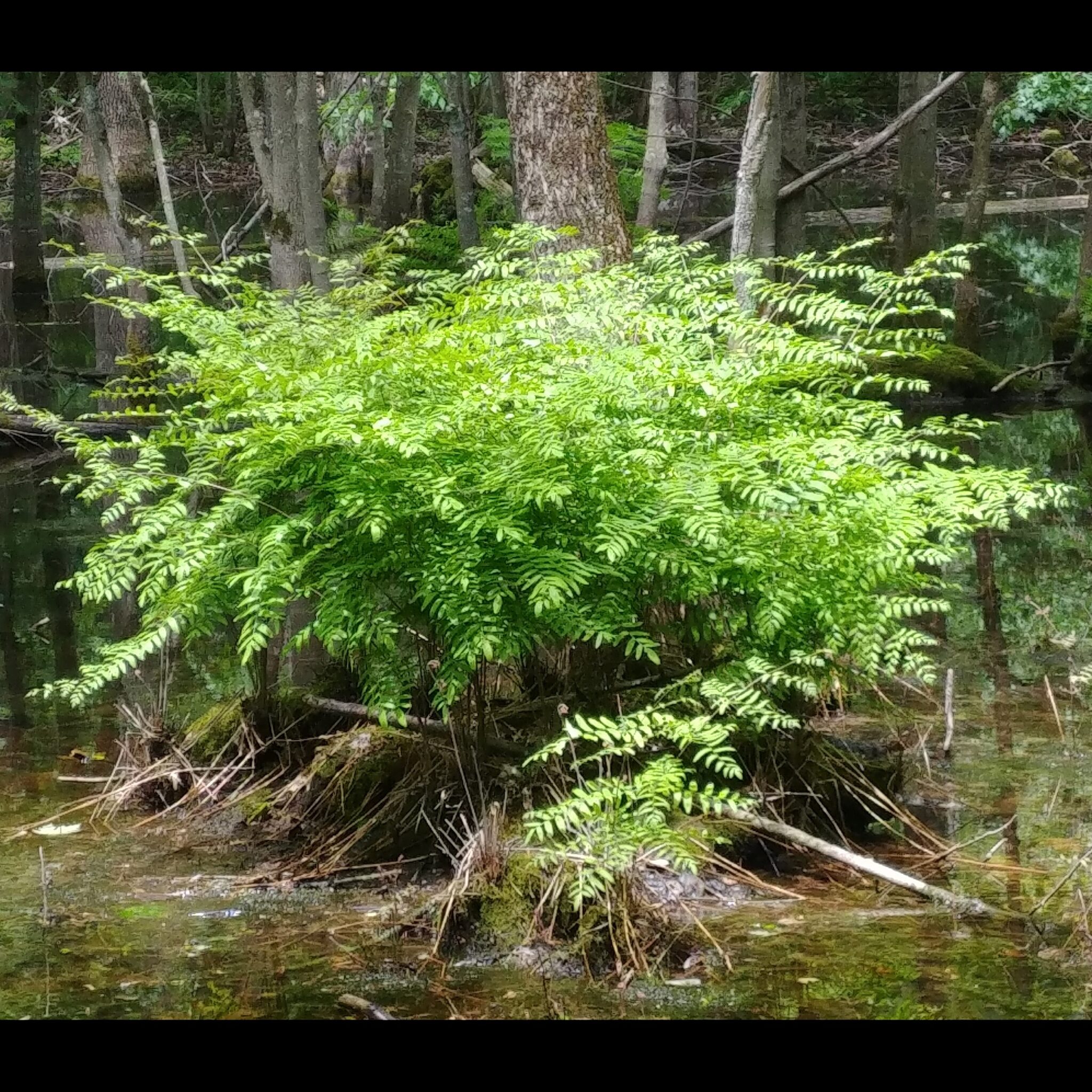 The Versatile Fern – The Native Plant Gardener