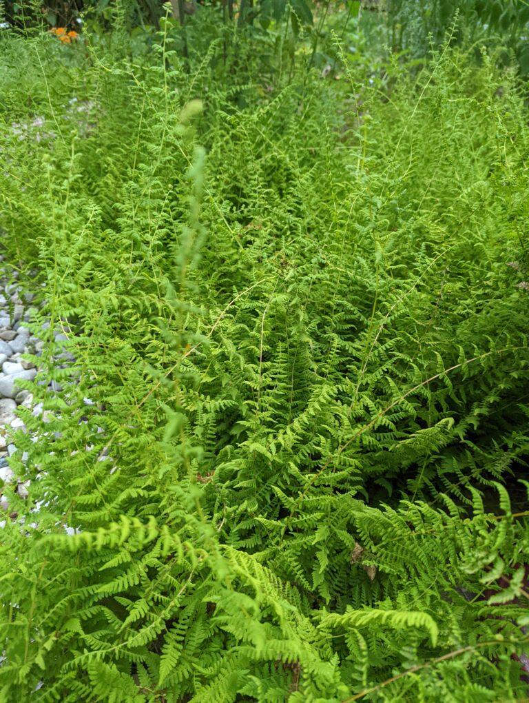 The Versatile Fern – The Native Plant Gardener