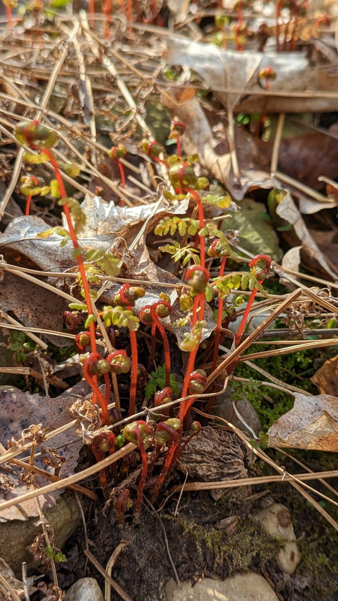 The Versatile Fern – The Native Plant Gardener