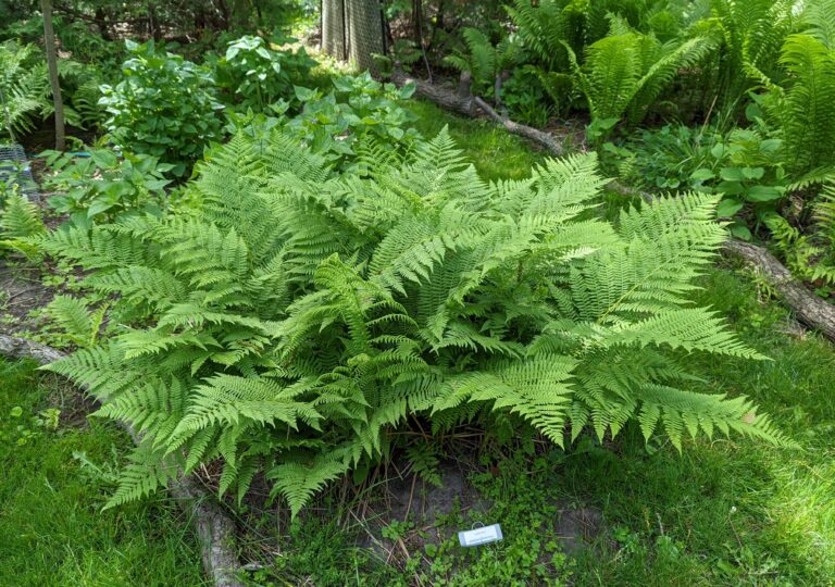 The Versatile Fern – The Native Plant Gardener