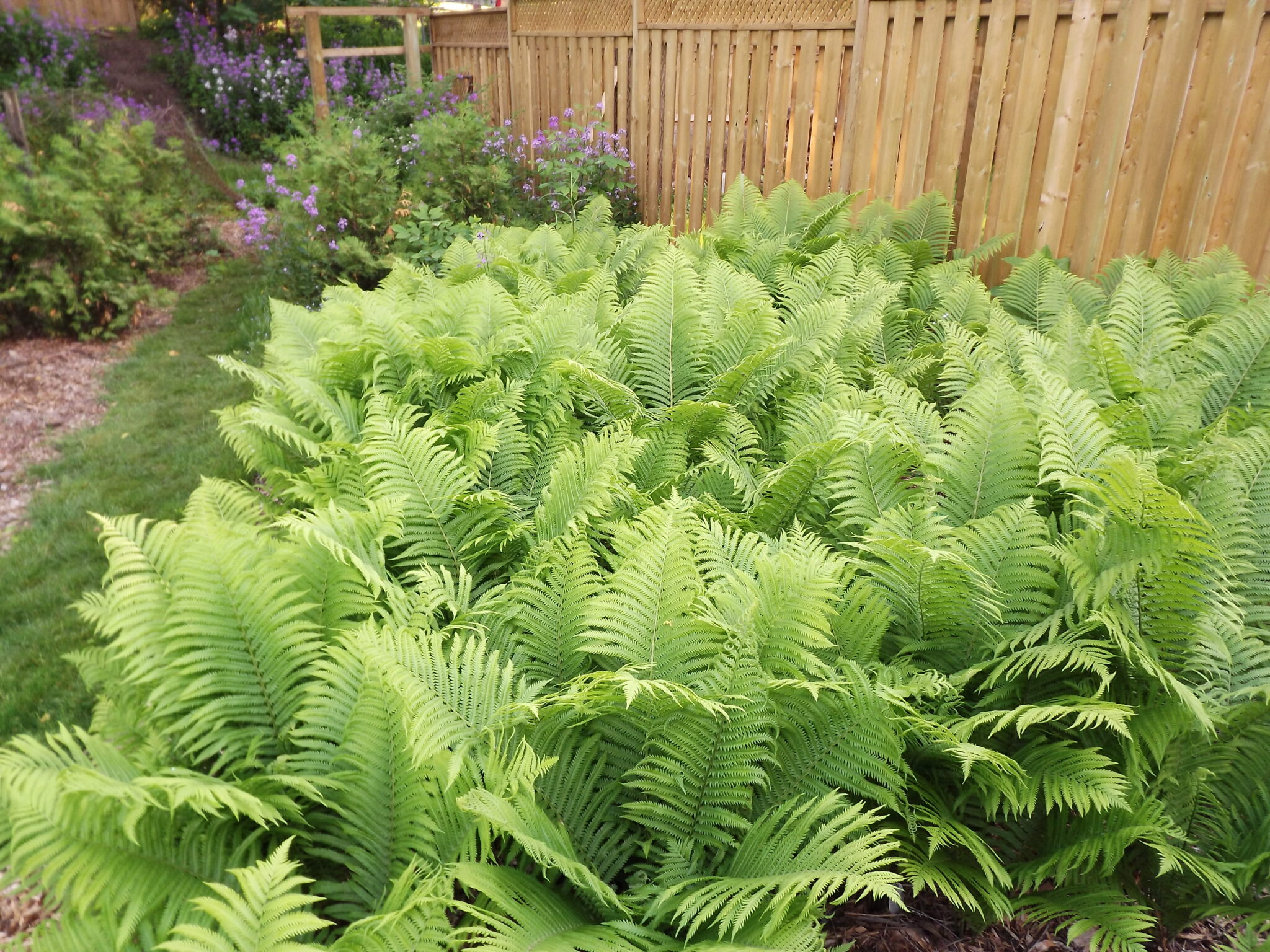 The Versatile Fern – The Native Plant Gardener