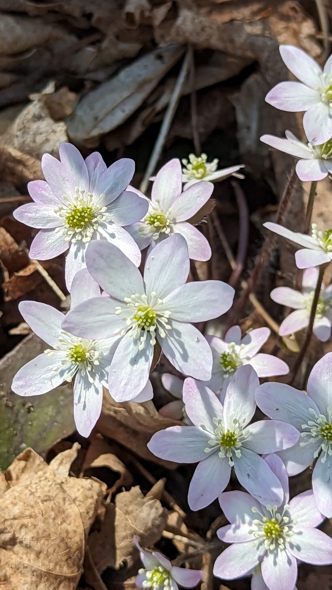 Sharp Lobed Hepatica The Native Plant Gardener