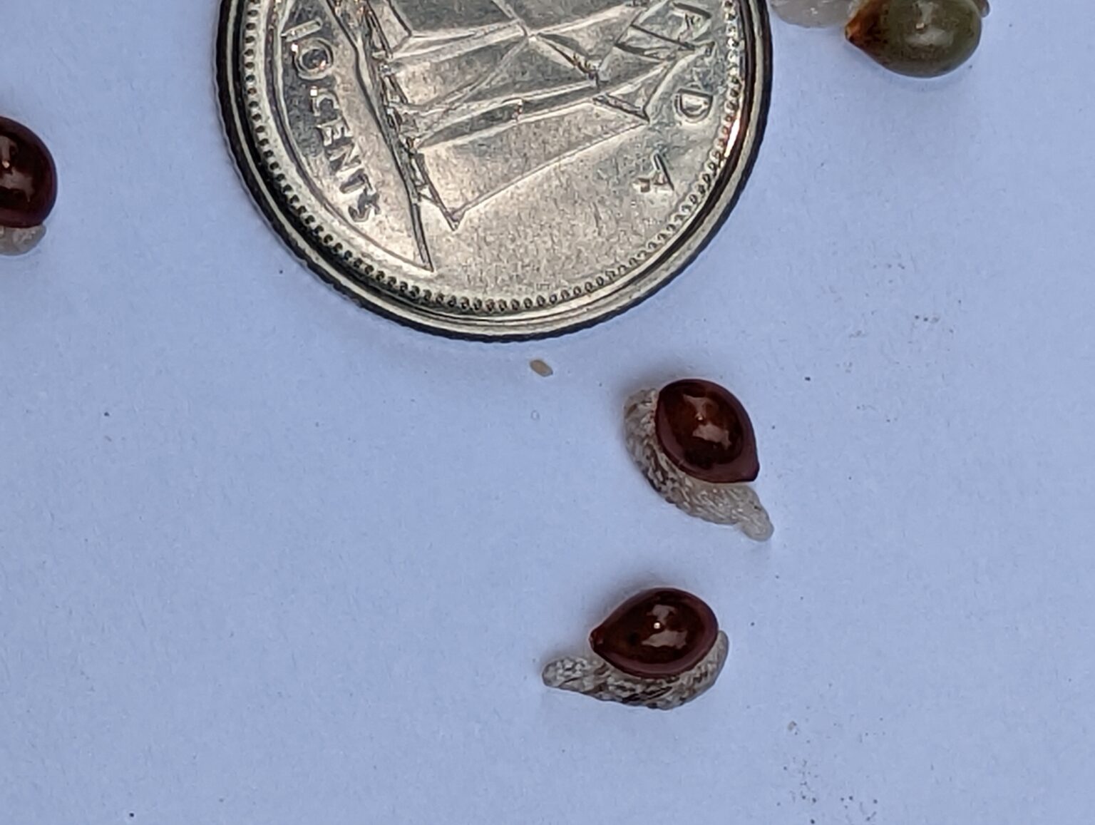 Bloodroot – The Native Plant Gardener