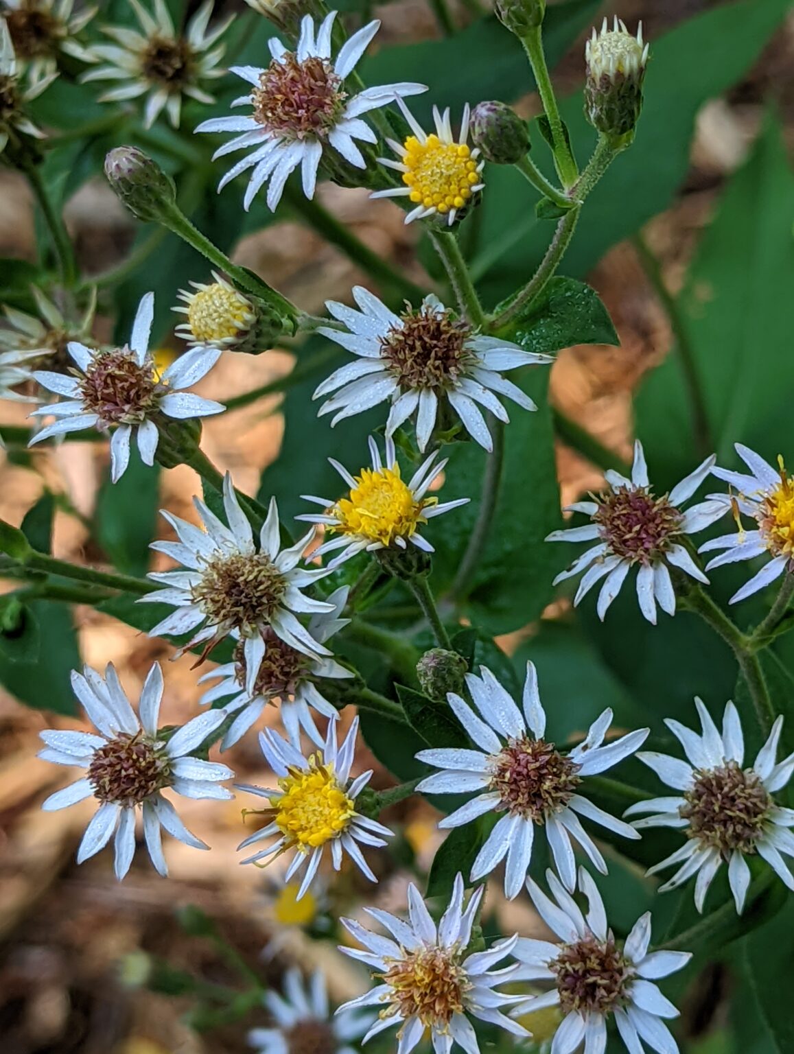 Large Leaf Aster – The Native Plant Gardener